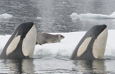 ¡Increíble! Orcas trabajan juntas para comerse una focas (fotos ...